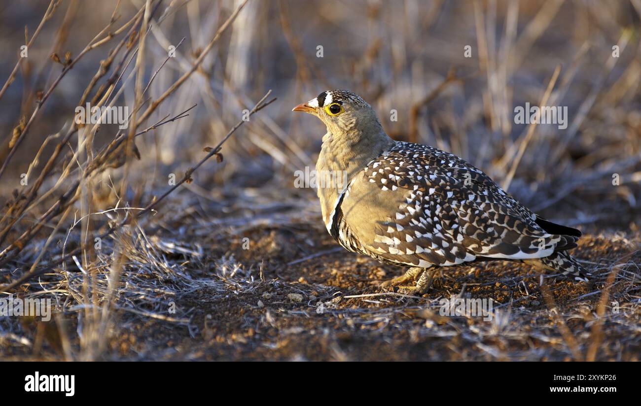 Flying grouse hi-res stock photography and images - Alamy