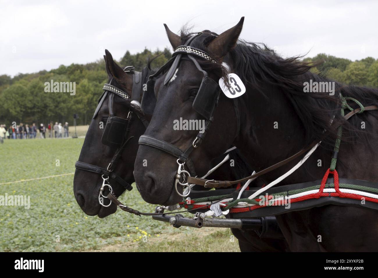 Noriker horses hi-res stock photography and images - Alamy