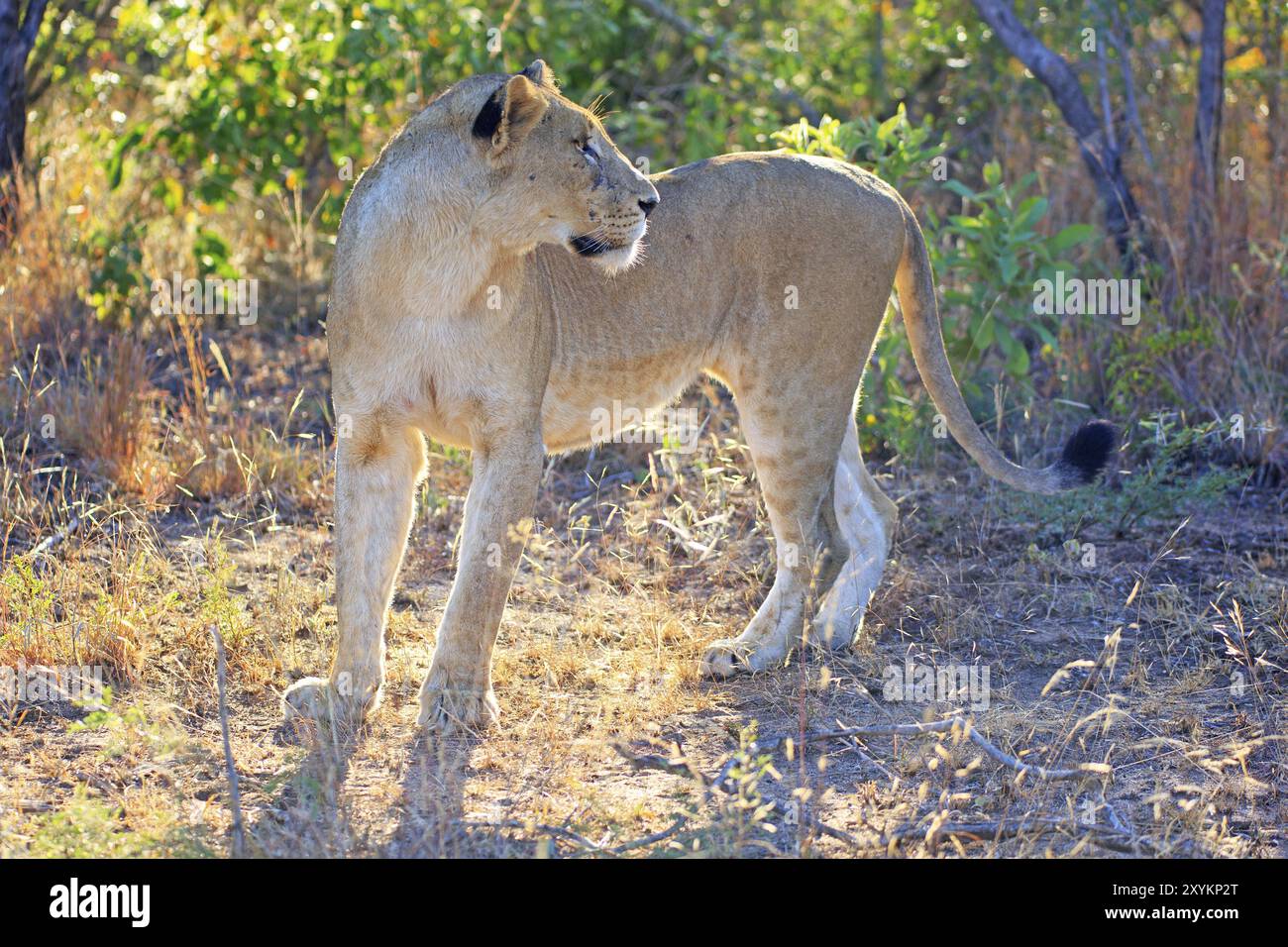 Lioness on the hunt Stock Photo - Alamy