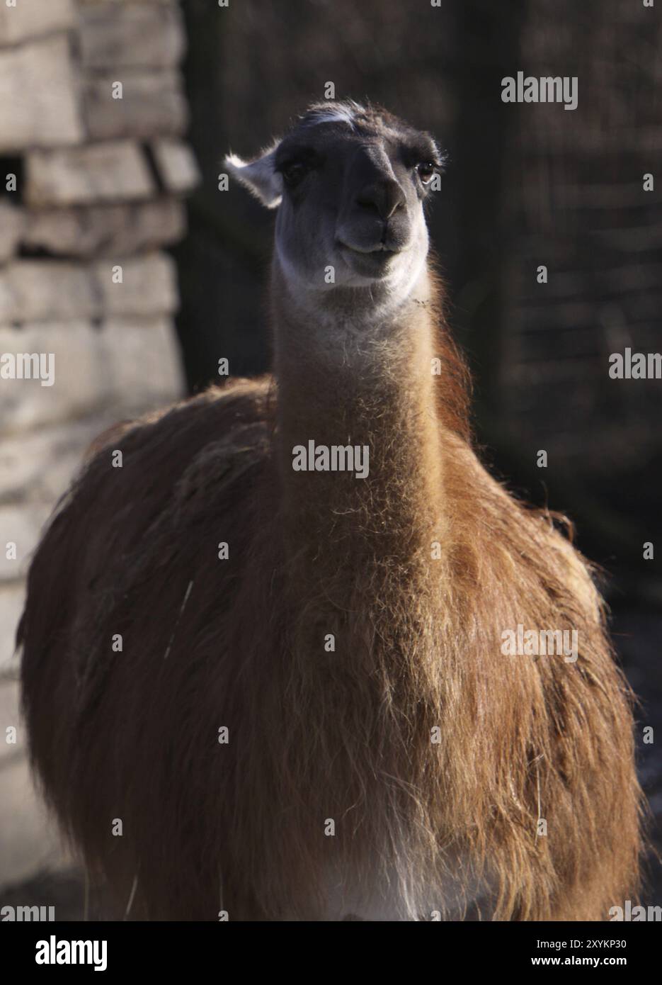 Lama lama glama, spitting hi-res stock photography and images - Alamy