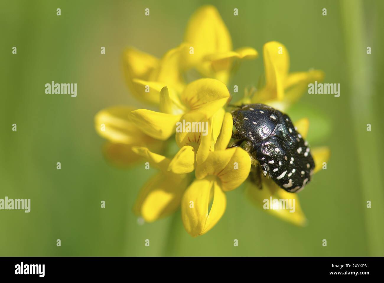 Weeping rose beetle on common hornwort. Oxythyrea funesta on a Lotus ...