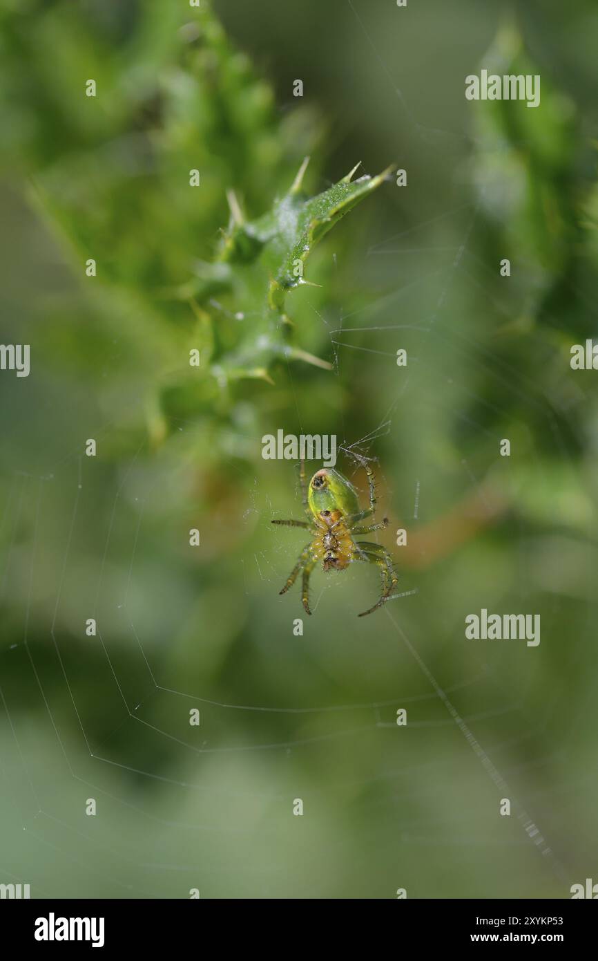 Pumpkin spider on the hunt. Cucumber green spider on a plant Stock ...