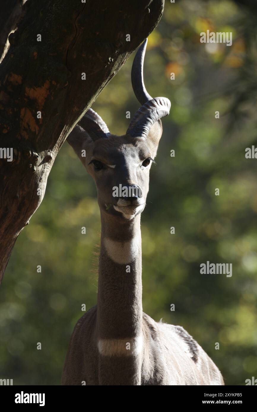 Kudu tragelaphus imberbis male hi-res stock photography and images - Alamy