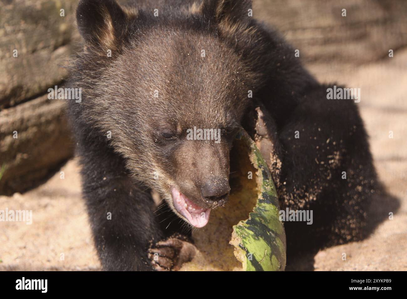 Collar bear (young Stock Photo - Alamy