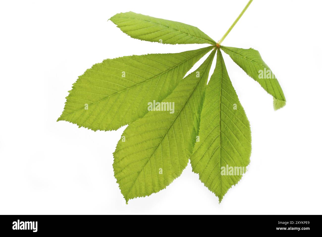 Chestnut picture Cut Out Stock Images & Pictures - Alamy