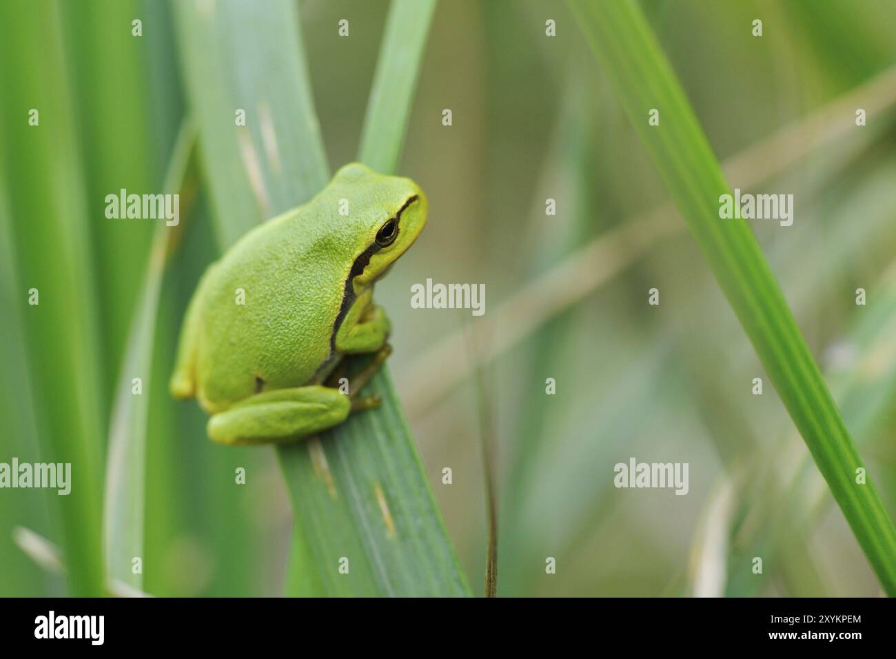 Laubfrosch, Common Tree Frog, Tree Toad Hyla arborea, European tree ...