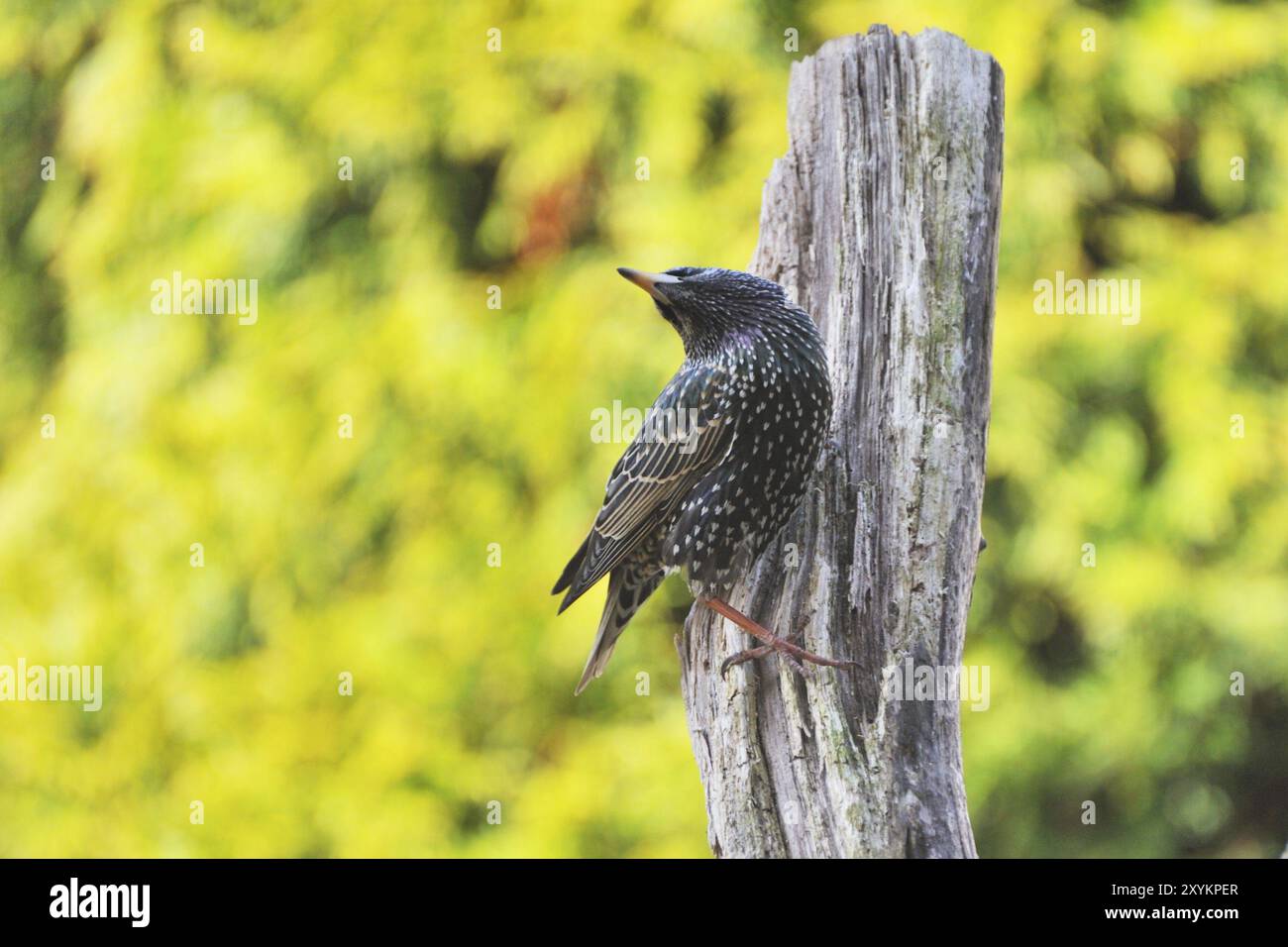 Star (Sturnus vulgaris) Common Starling on a tree Stock Photo - Alamy