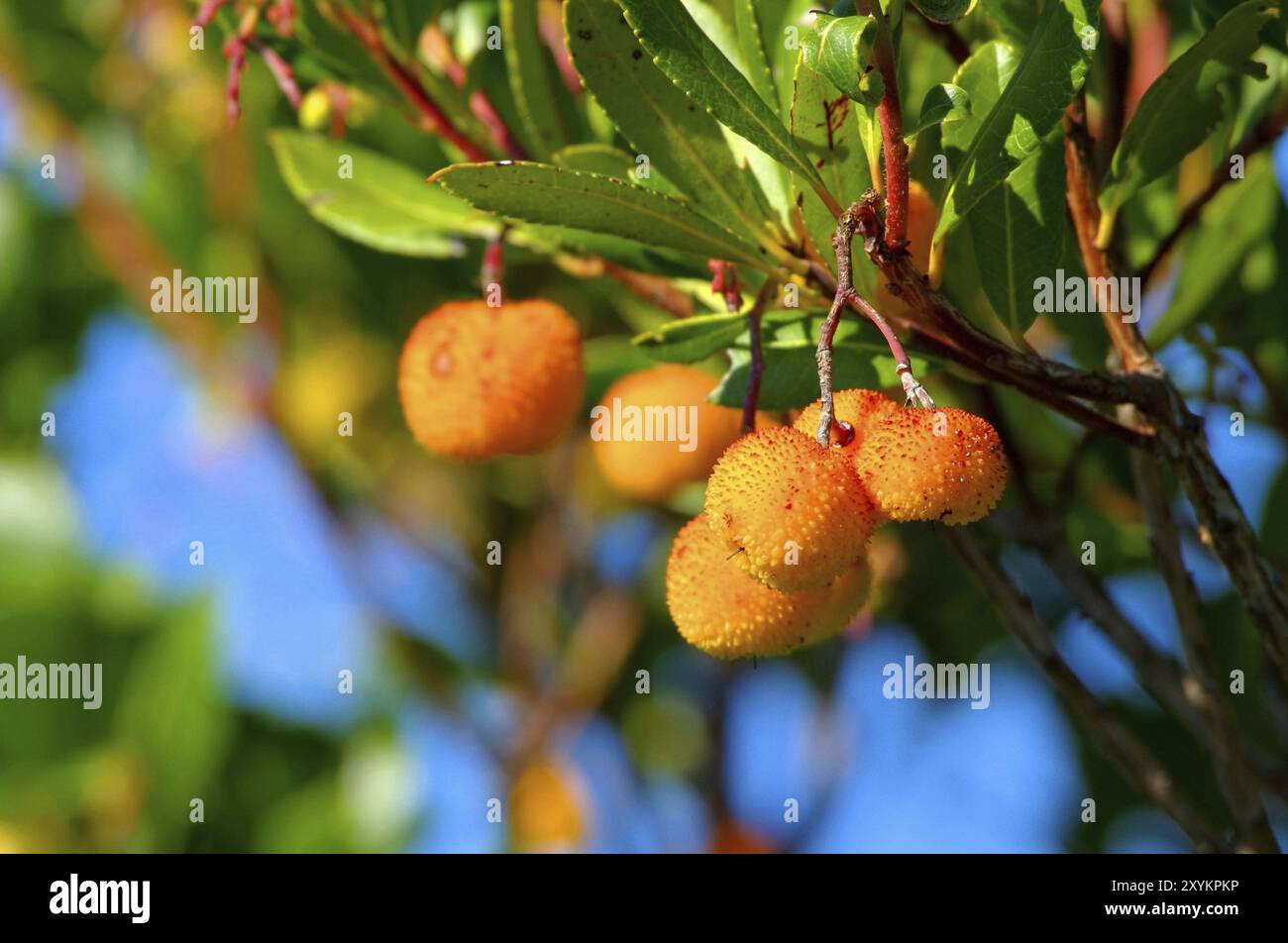 Strawberry trees arbutus unedo hi-res stock photography and images - Alamy