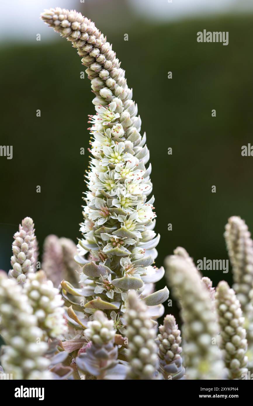 Chinese foolscap (Orostachys Iwarenge Stock Photo - Alamy