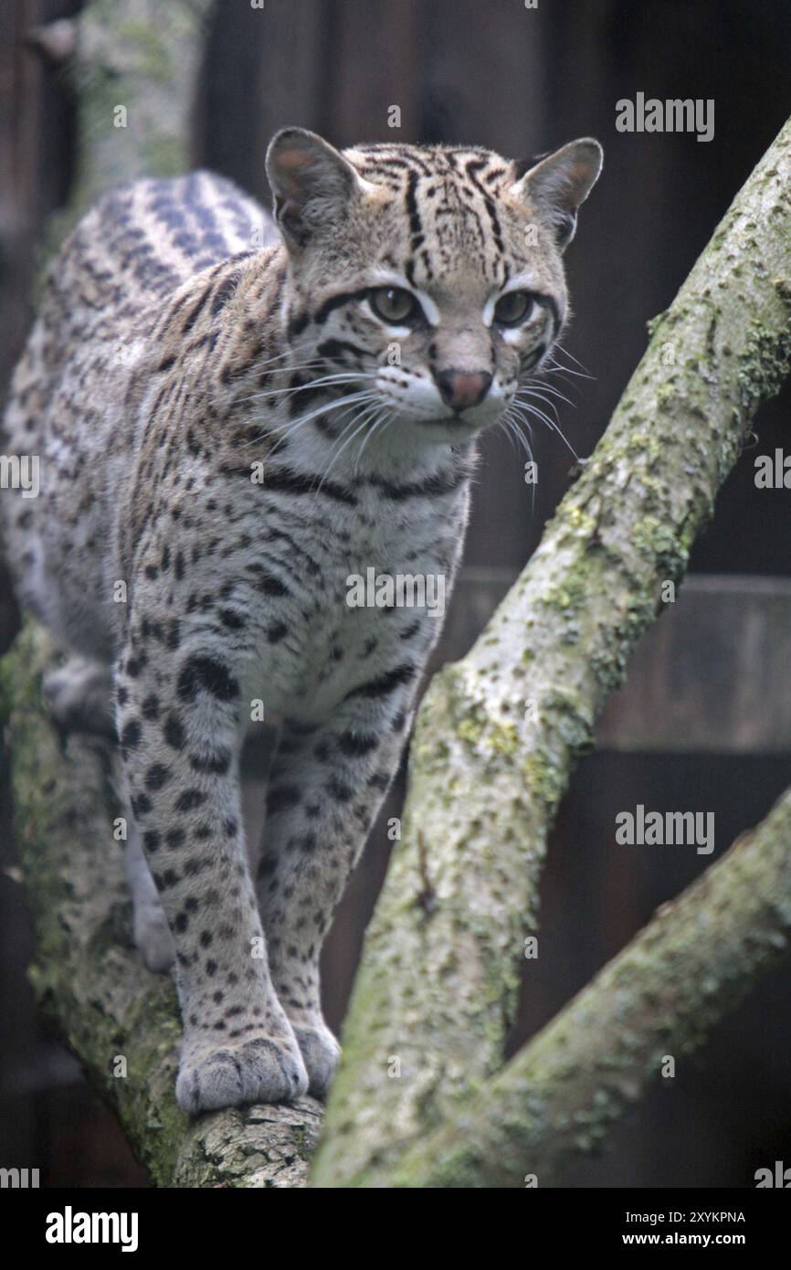 Spotted ocelot hi-res stock photography and images - Alamy