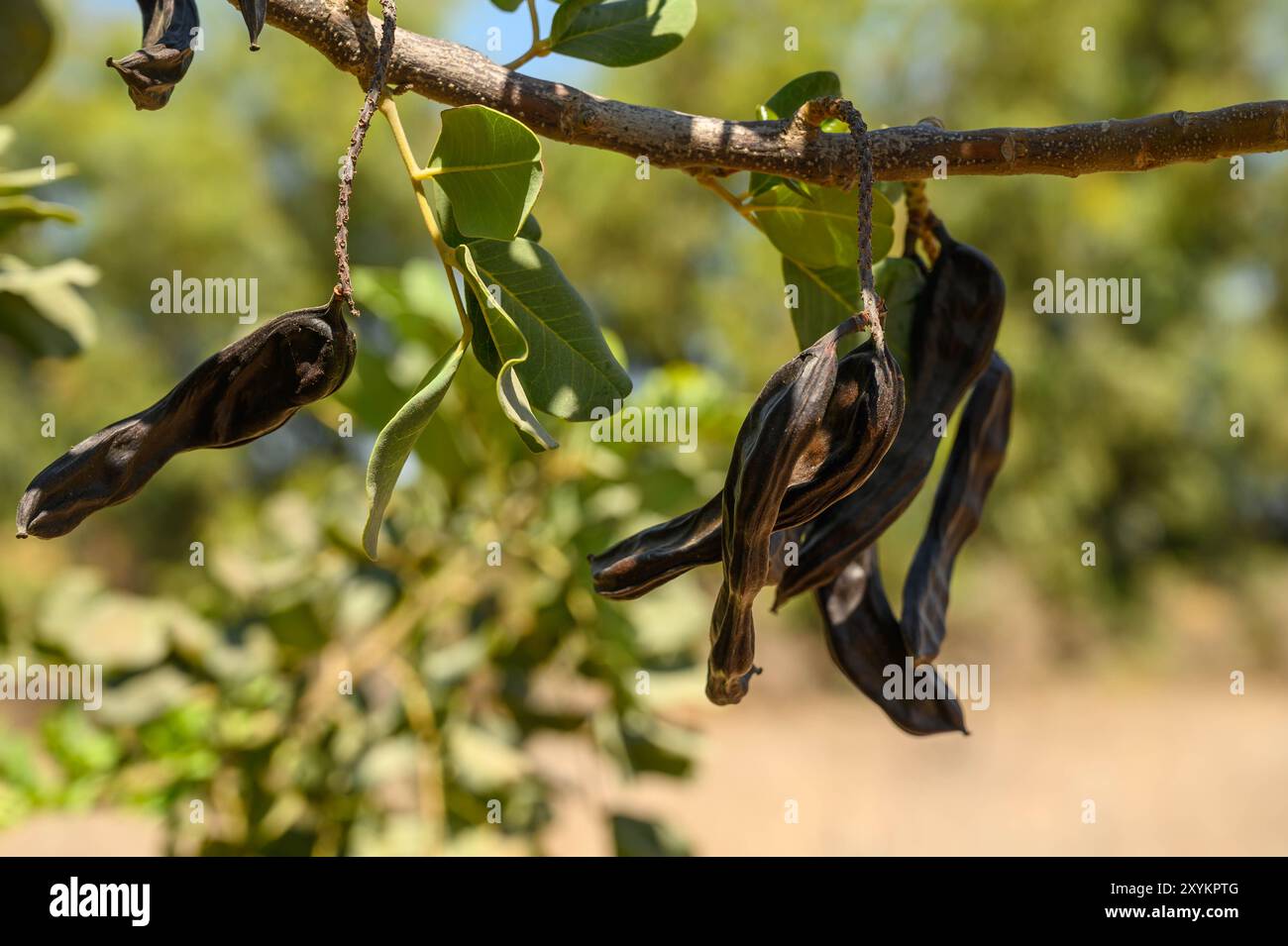 Garden carob trees in a wheat field Stock Photo - Alamy