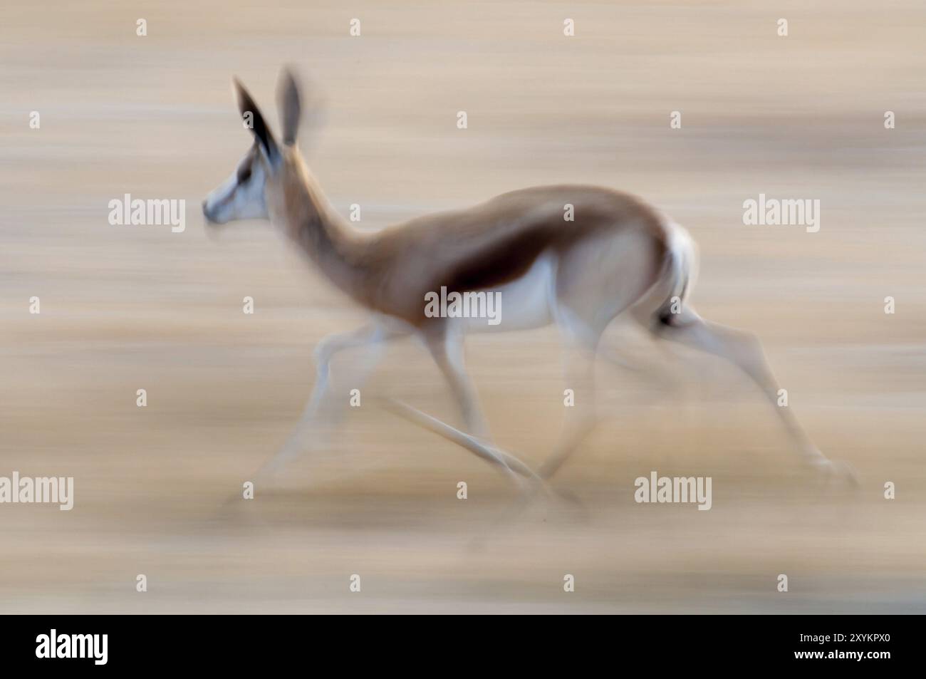 Panned photograph with lots of movement of a springbok running in the ...