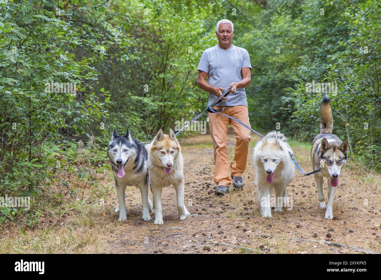 Man walking with four husky dogs in nature Stock Photo - Alamy