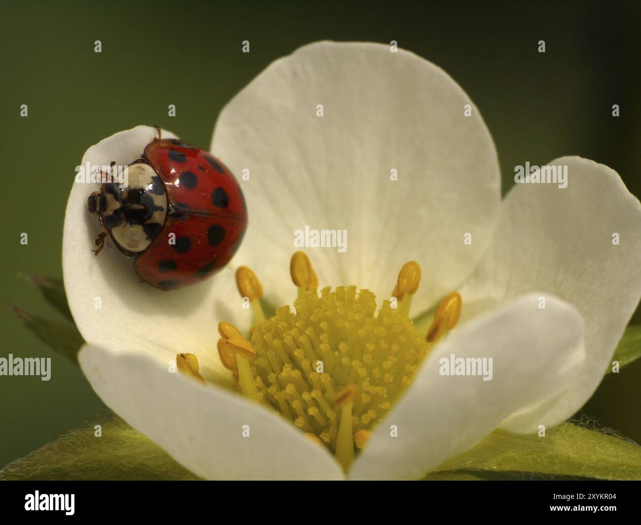 Ladybird in a strawberry flower, ladybird on a strawberry flower Stock ...