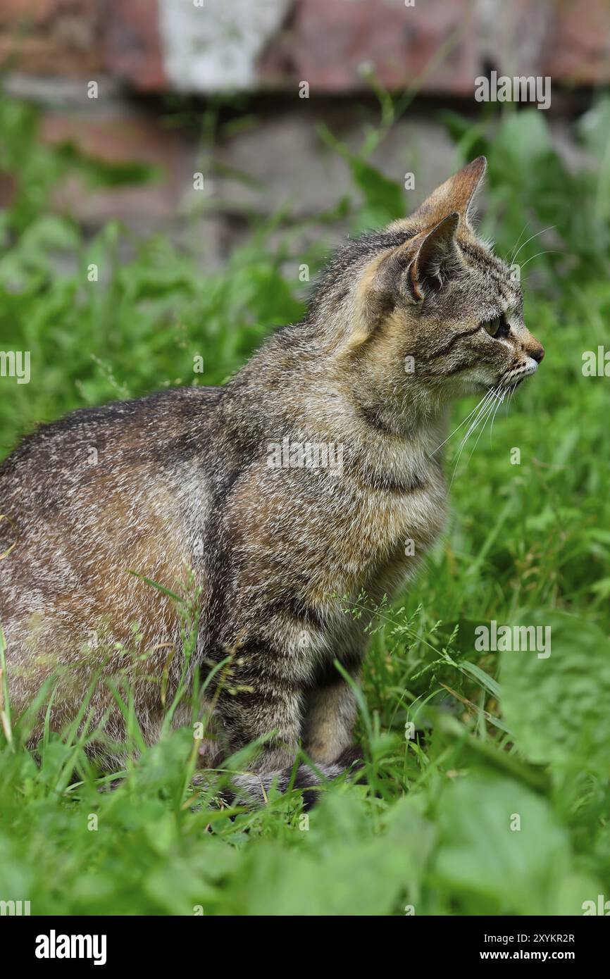 Wild cat is getting ready to jump Stock Photo - Alamy
