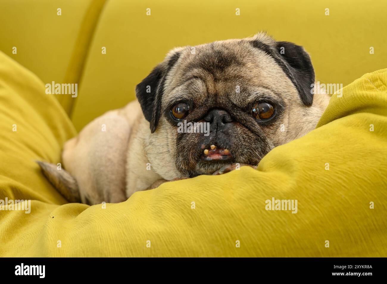 funny pug sleeping on the sofa Stock Photo - Alamy
