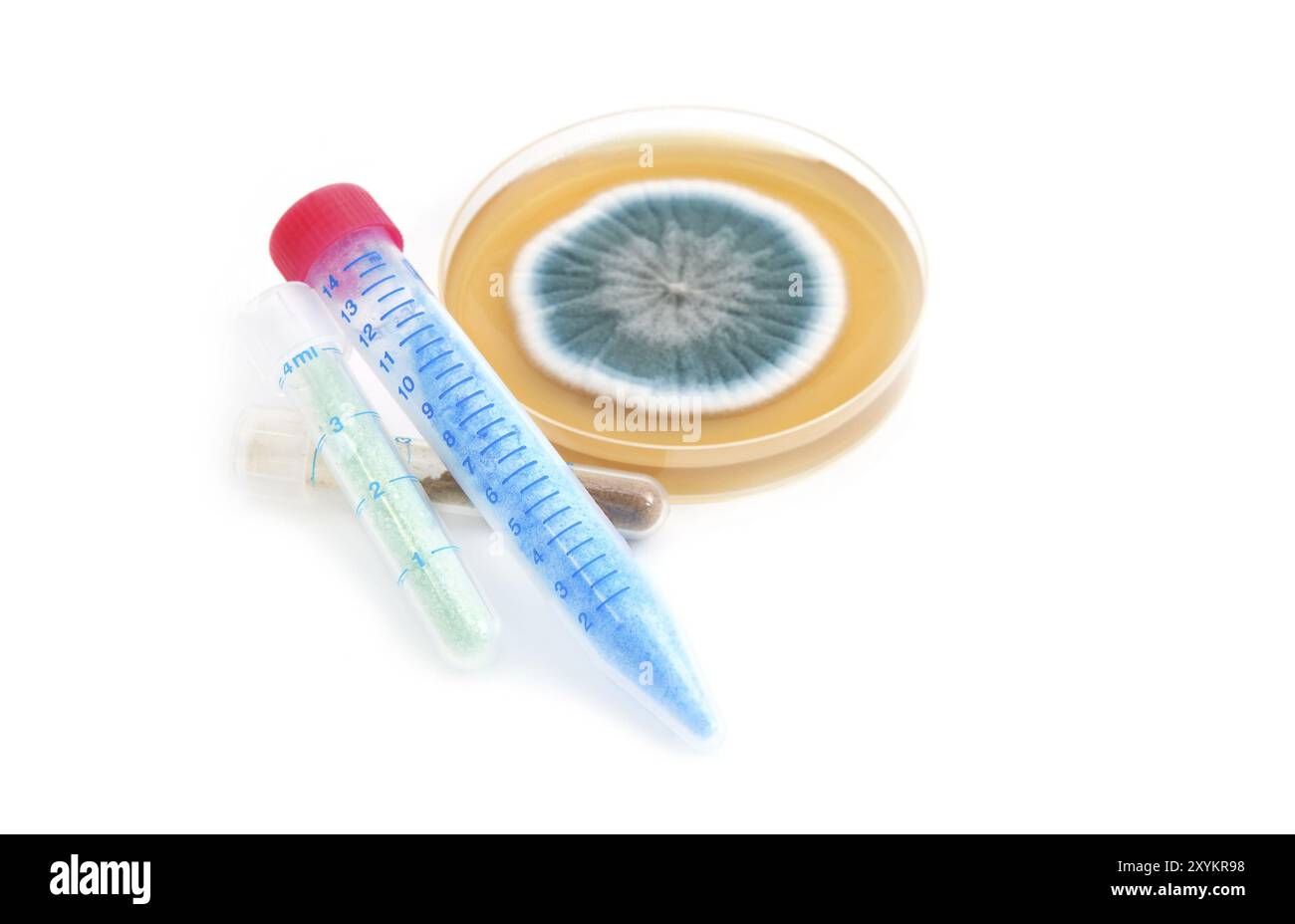 chemicals in laboratory tubes and fungi over white background Stock ...