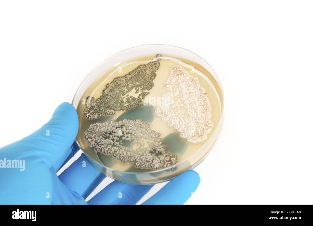 Fungi Penicillium on agar plate in laboratory over white background ...