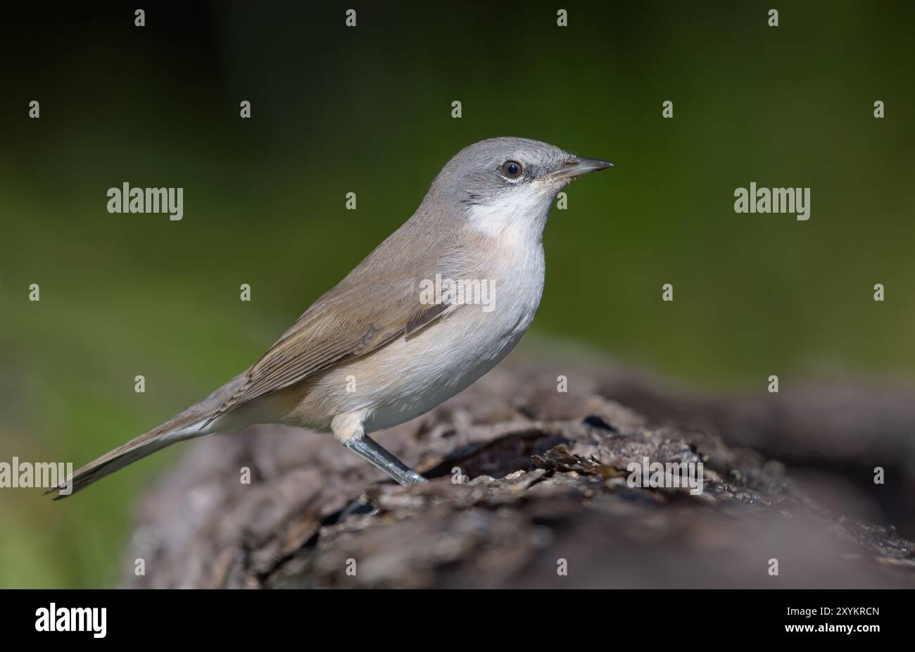 Tight shot of Lesser whitethroat (Curruca curruca) perched on fallen ...