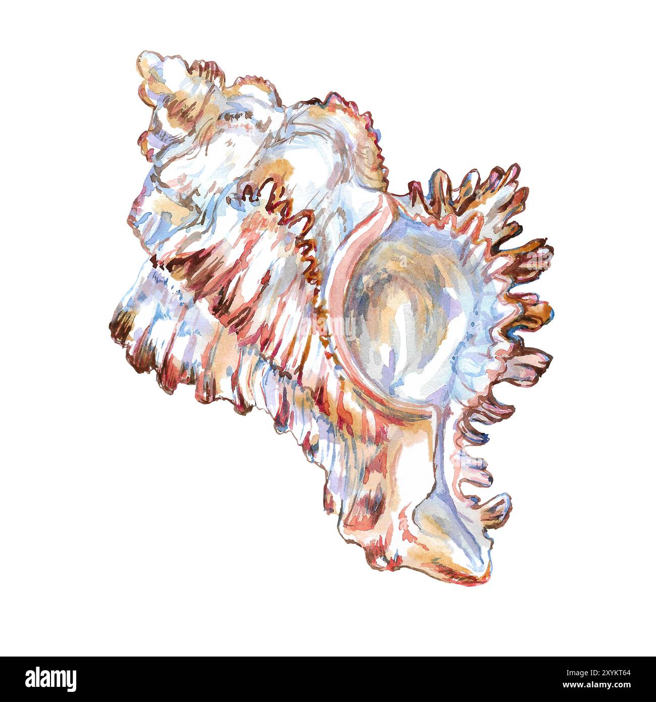 Shell isolate of underwater world in hand-made watercolor. Murex ...