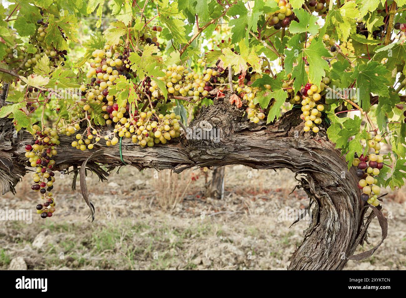 Colored grapes before becoming red over a trunk Stock Photo - Alamy