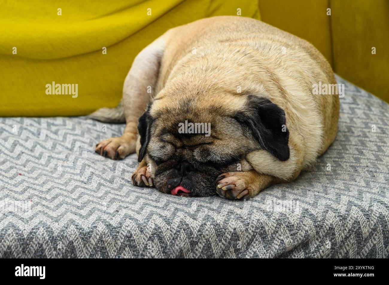 portrait of an old pug resting on the sofa Stock Photo - Alamy