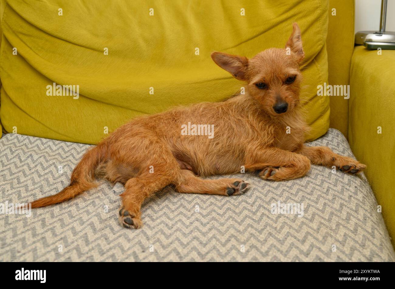 Little red dog on the sofa in the living room Stock Photo - Alamy