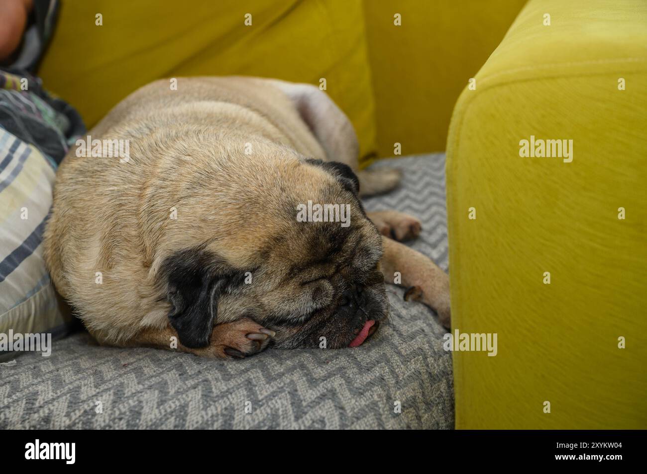 Portrait funny surprised pug dog hi-res stock photography and images ...