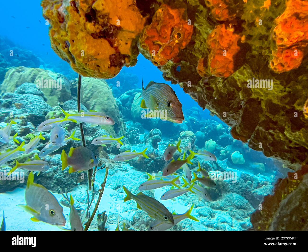 schoolmaster snapper ,Lutjanus apodus, is a species of marine ray ...