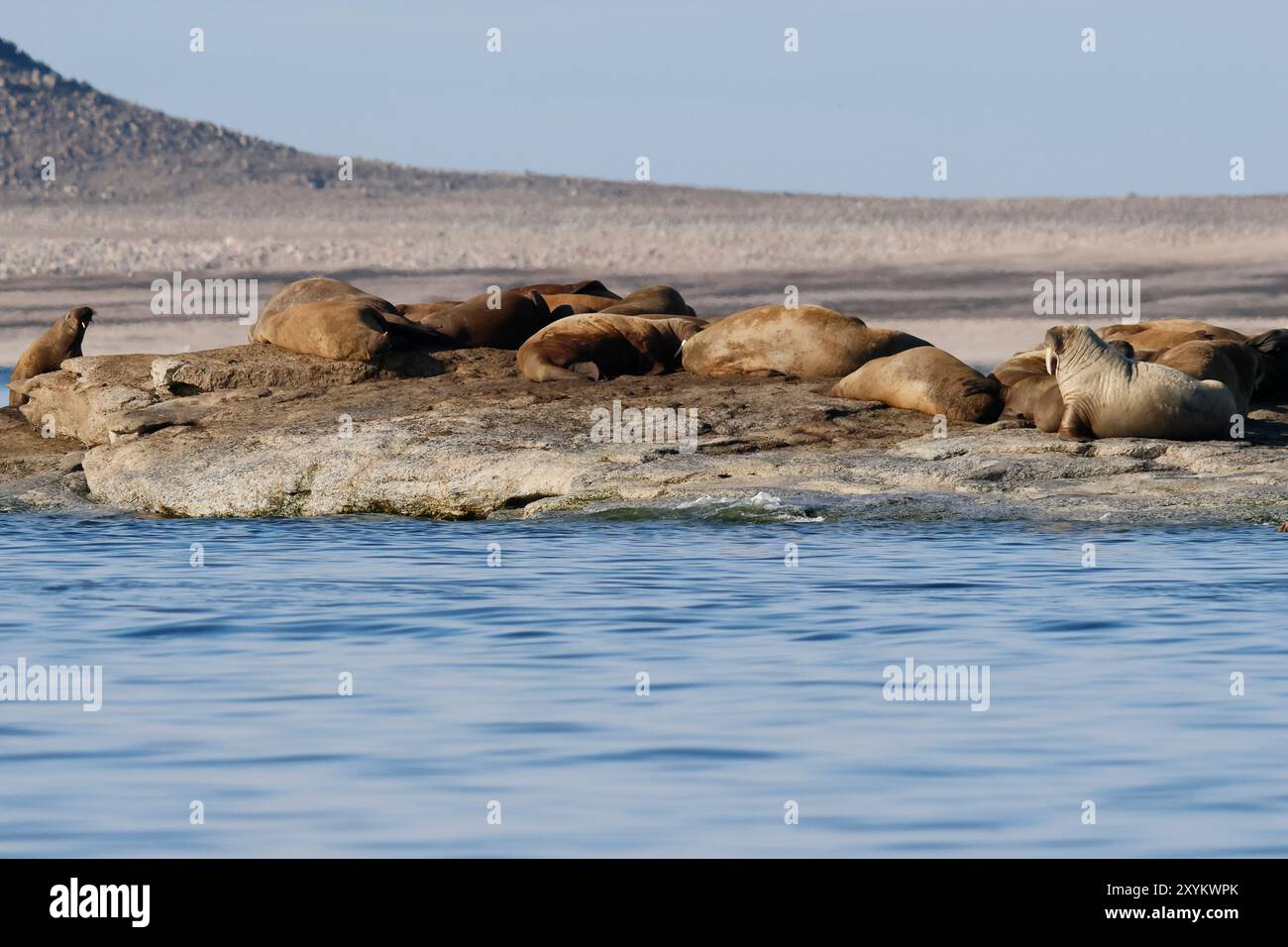 Walrus colony in the waters of Sjuoyane Island, Svalbard archipelago ...
