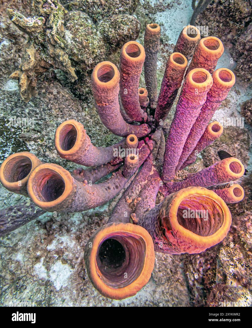 Callyspongia ,Cladochalina, aculeata, commonly known as the branching vase sponge is a species ...