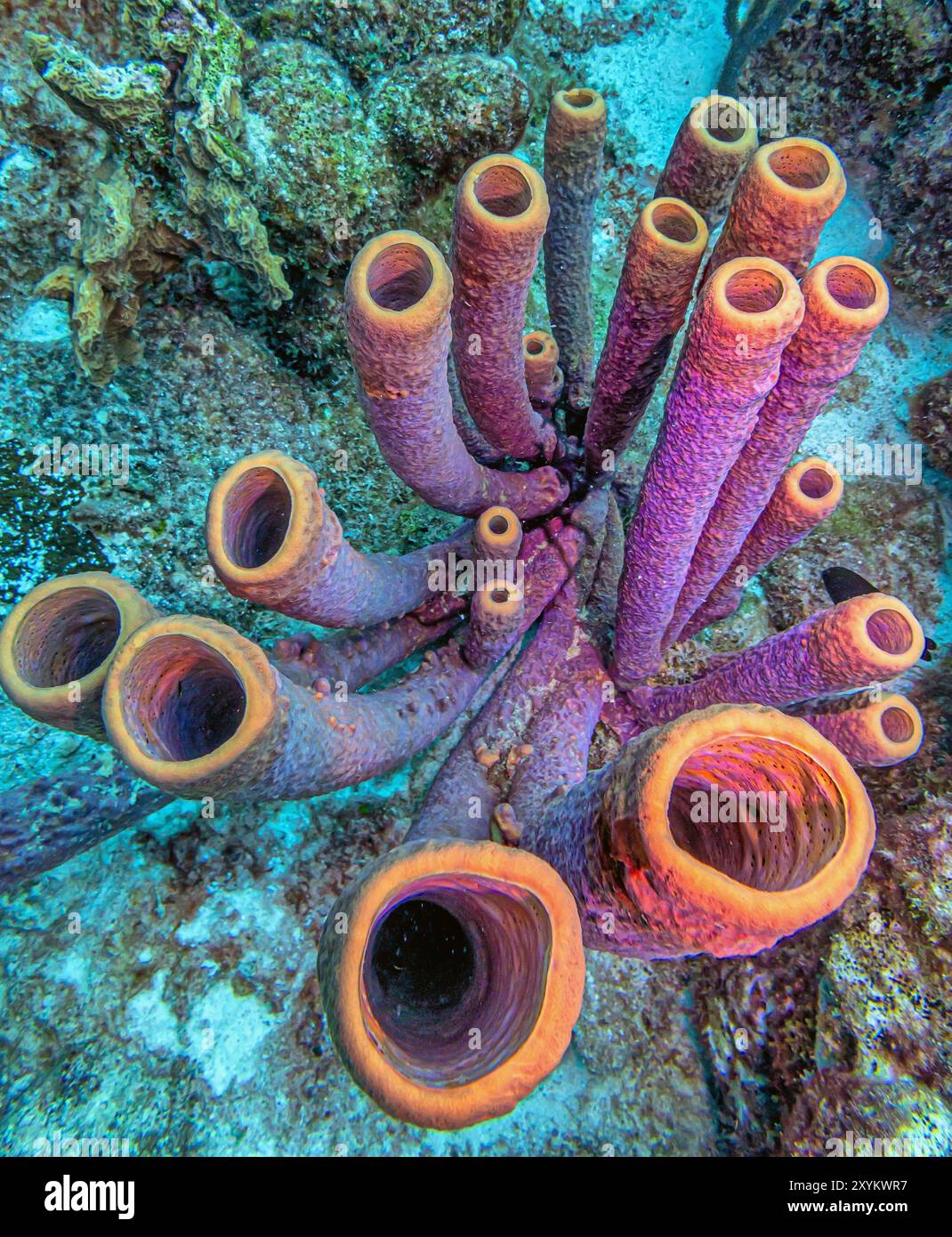 Callyspongia ,Cladochalina, aculeata, commonly known as the branching ...