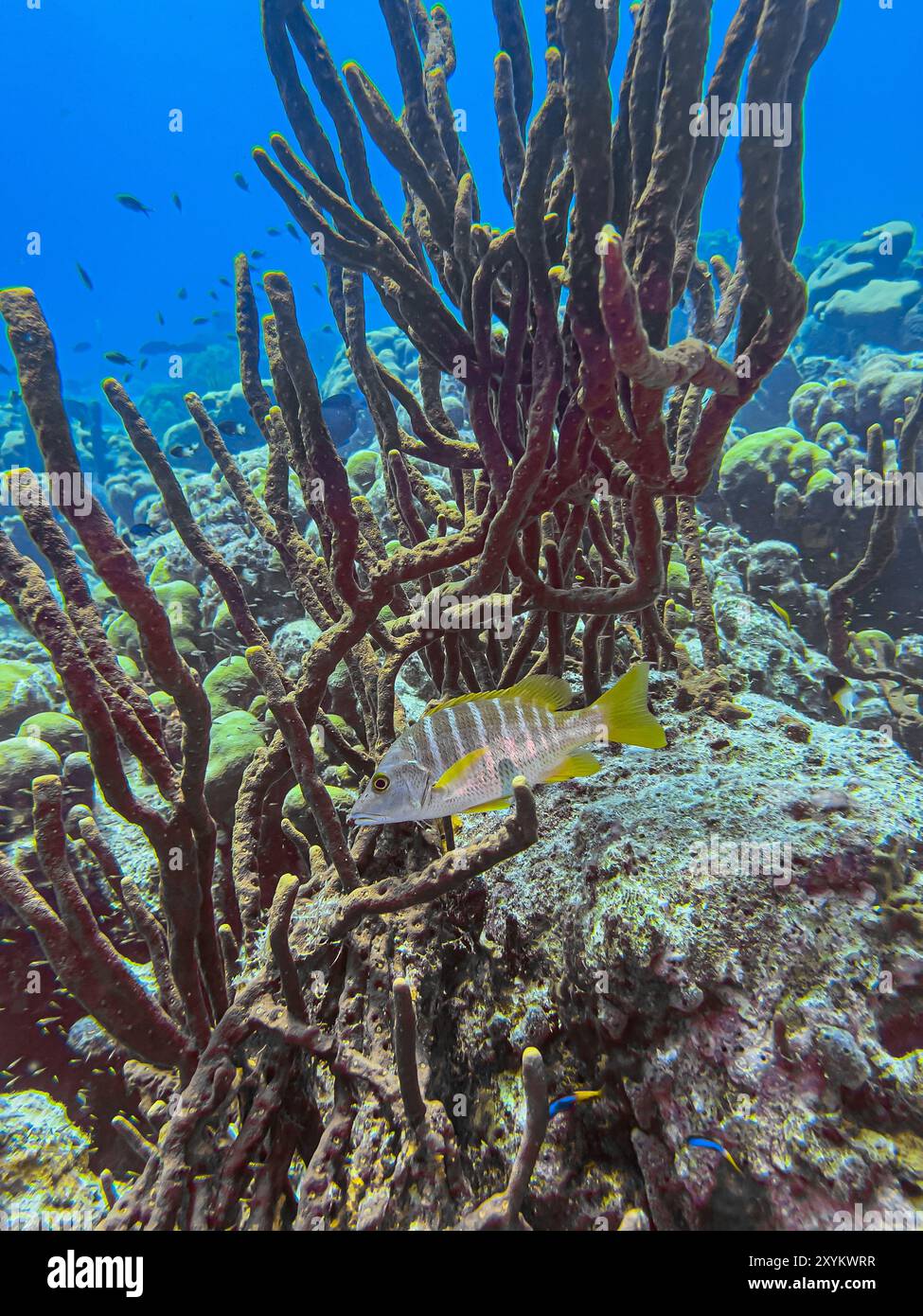 schoolmaster snapper ,Lutjanus apodus, is a species of marine ray ...