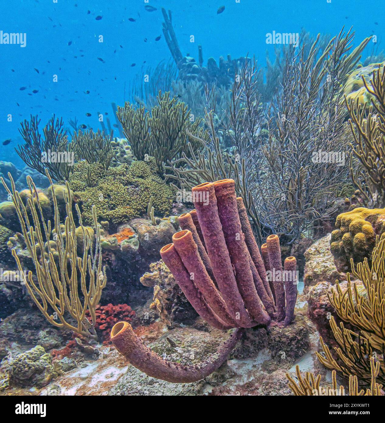 Branching vase sponges hi-res stock photography and images - Alamy