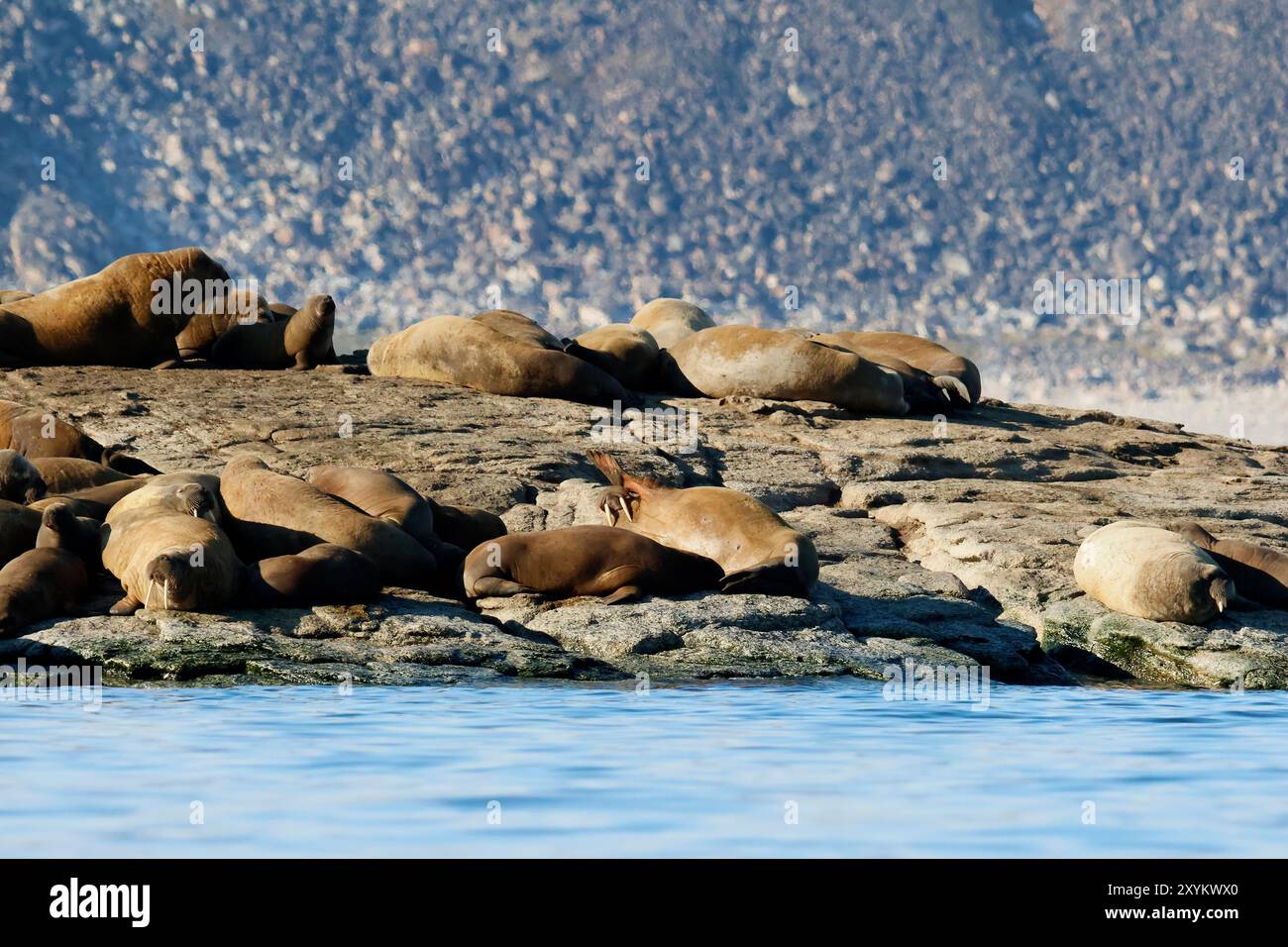 Walrus colony in the waters of Sjuoyane Island, Svalbard archipelago ...