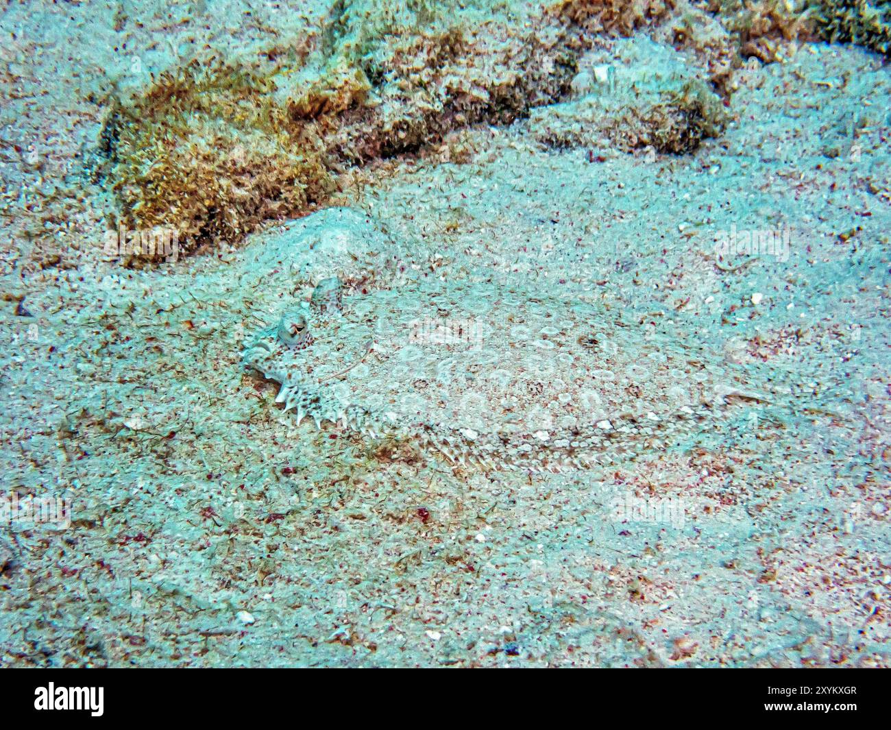 Peacock flounder bothus mancus hi-res stock photography and images - Alamy