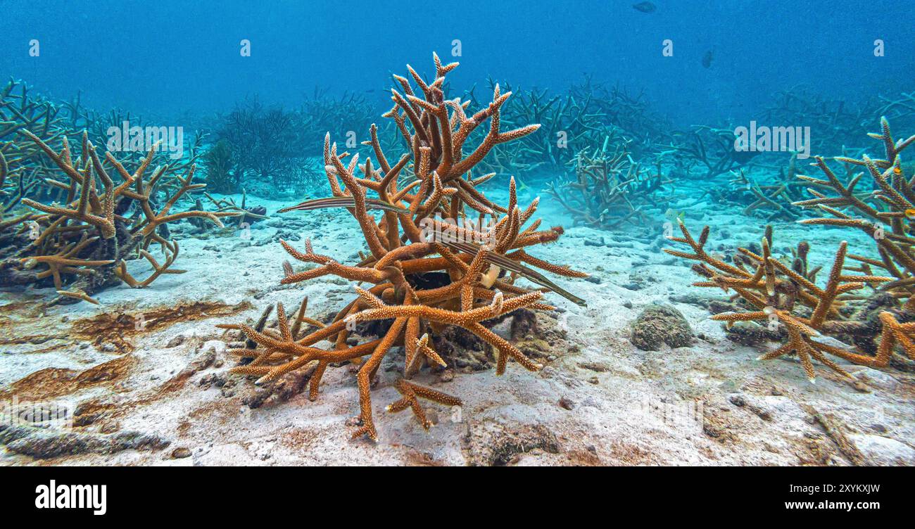 trumpetfishes are three species of highly specialized, tubularly ...