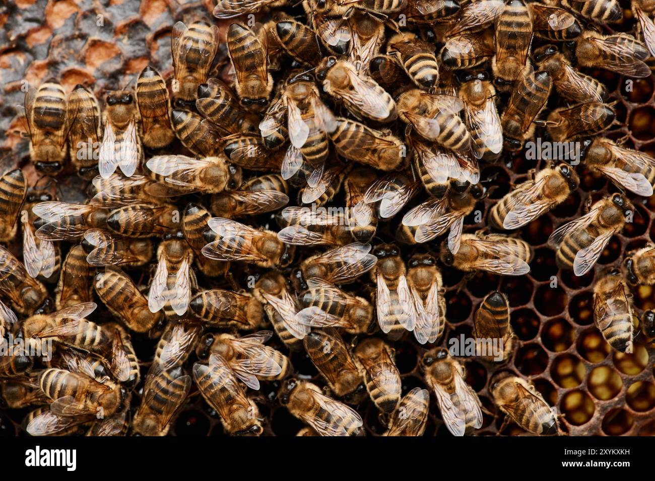 Top view of swarm of bees sealing honeycomb cells with wax at apiary ...