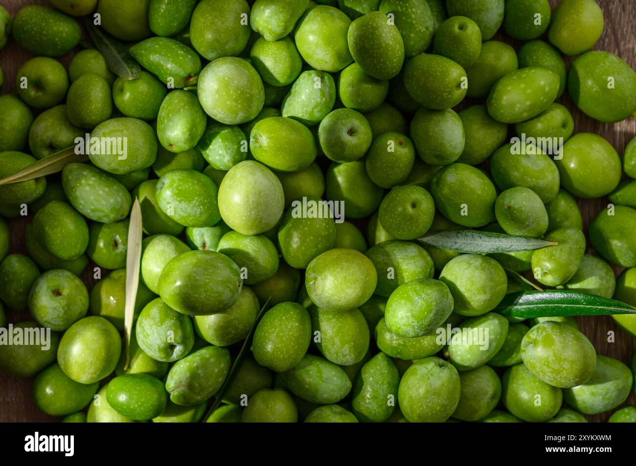 olive background with lots of texture Stock Photo - Alamy