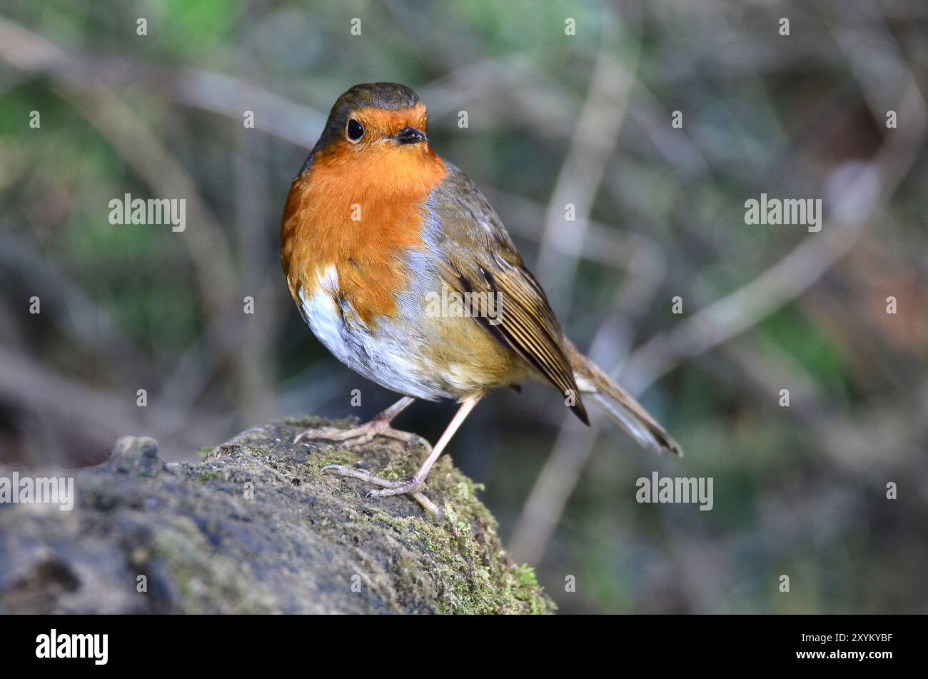 Adult robin uk hi-res stock photography and images - Alamy