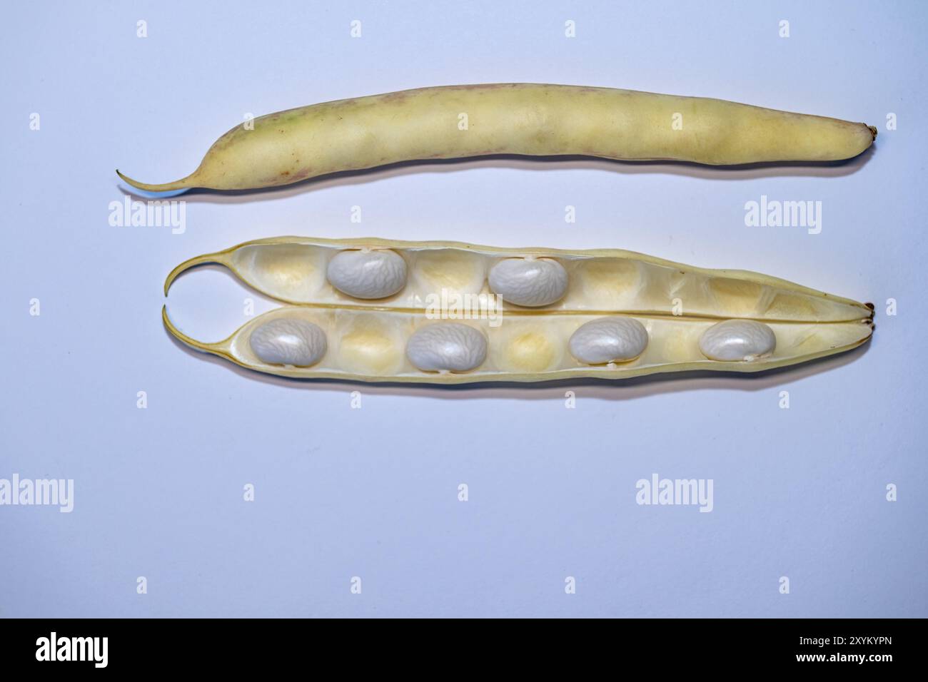 White kidney bean pods on a white background Stock Photo - Alamy