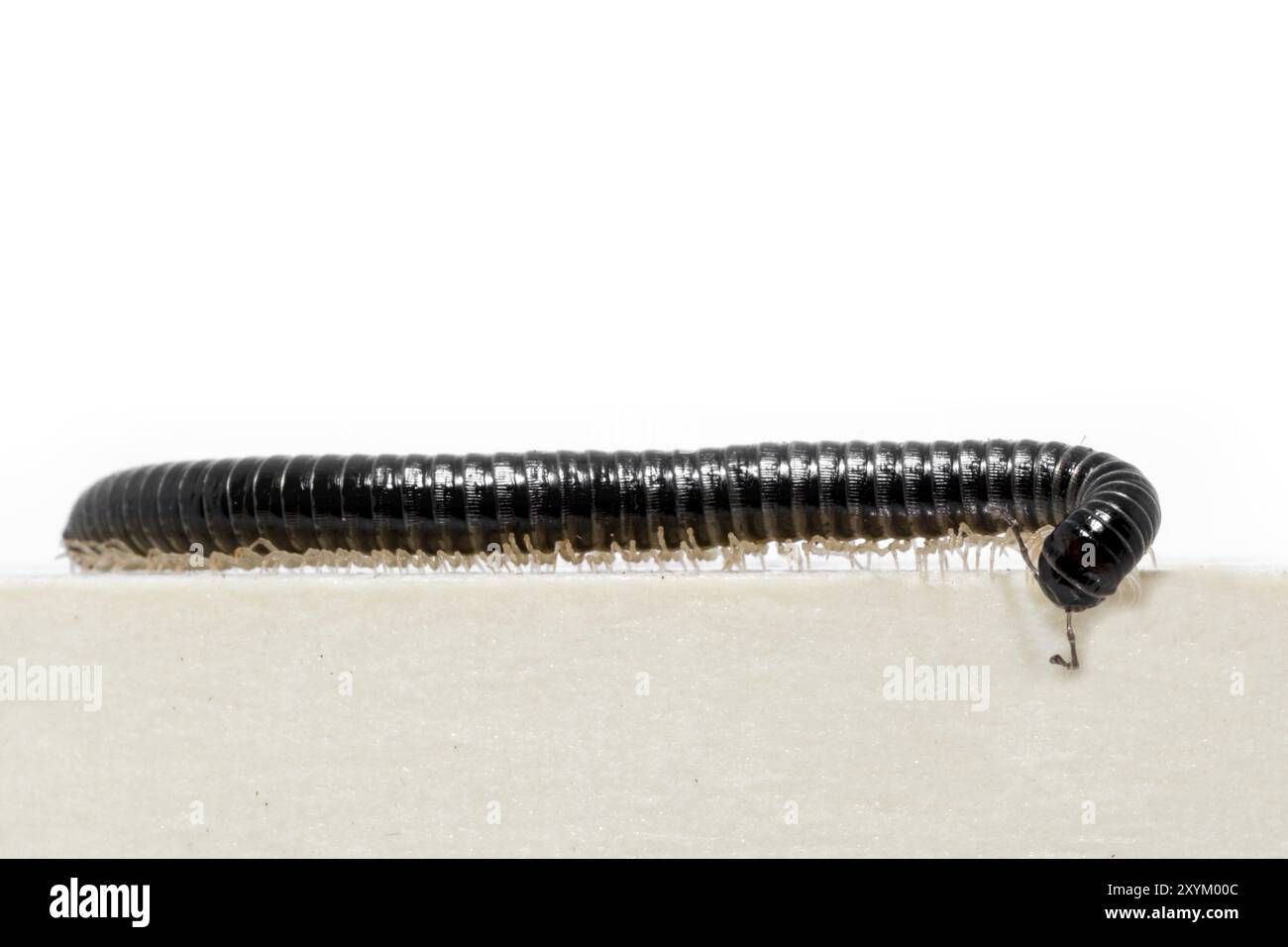Millipede at their natural habitat hi-res stock photography and images ...