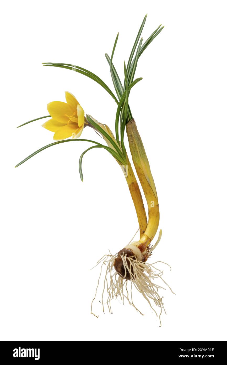 Crocuses bloom in flower Cut Out Stock Images & Pictures - Alamy
