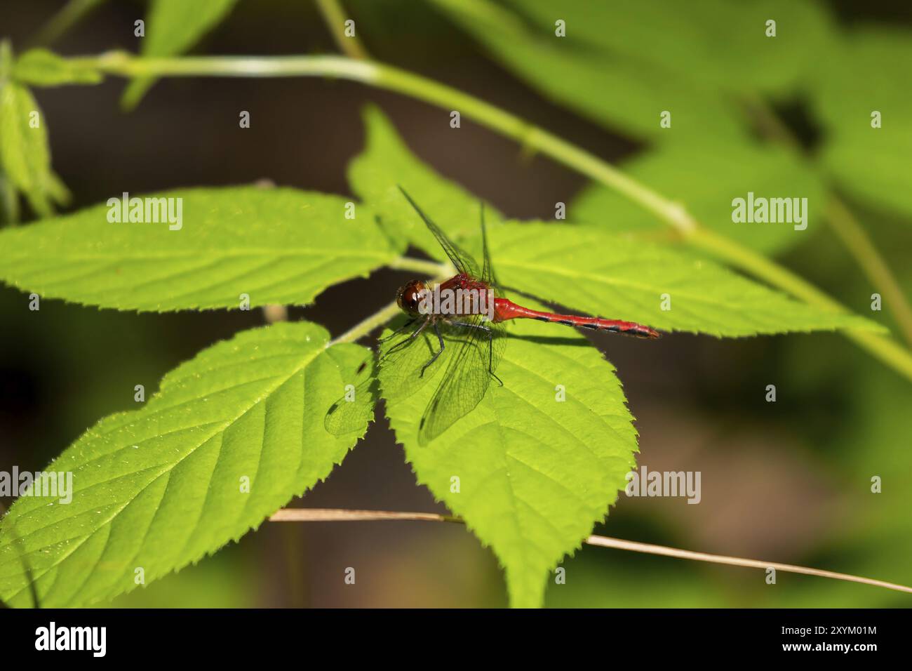 Natural scene from Wisconsin botanical garden Stock Photo - Alamy