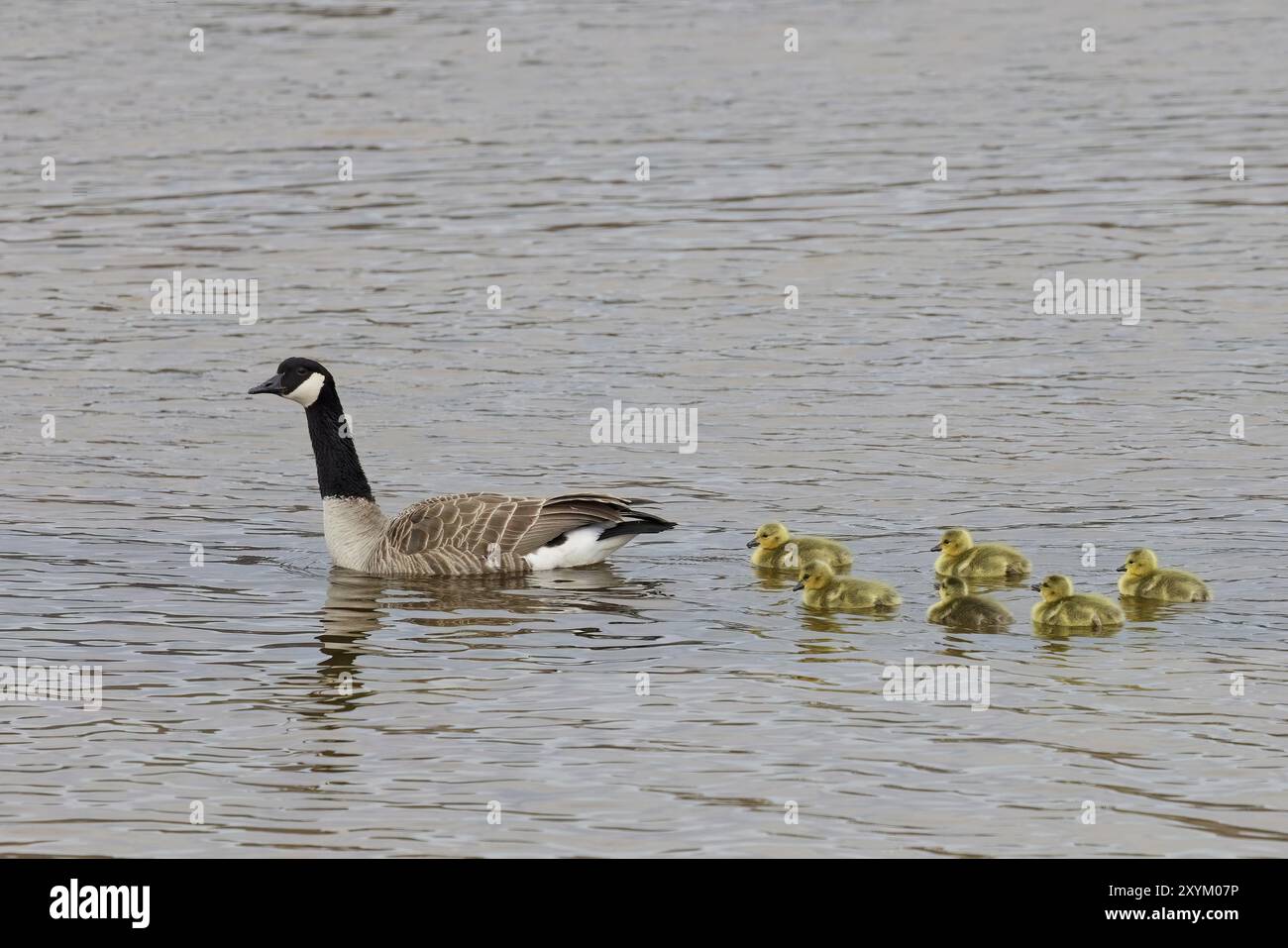 Canada goose (Branta canadensis) with goslings on lake Michigan Stock ...