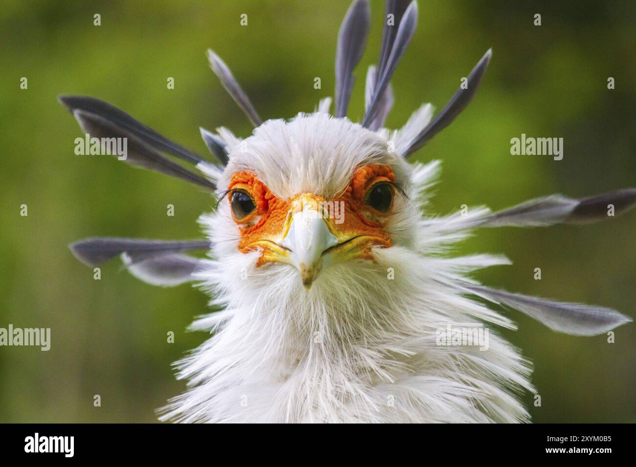 Secretary bird (Sagittarius serpentarius), secretary in Namibia Stock ...
