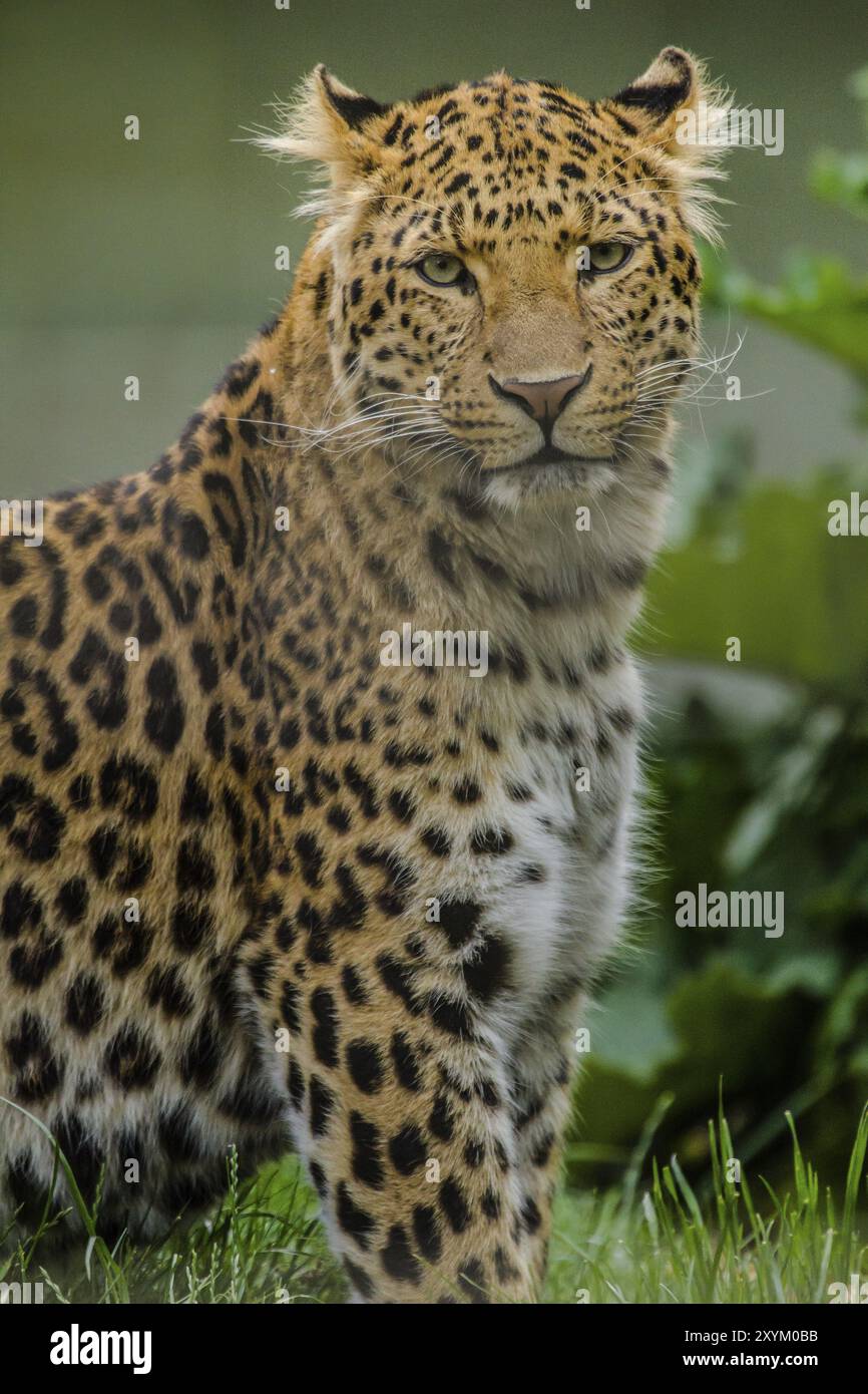 North china leopard leopards hi-res stock photography and images - Alamy