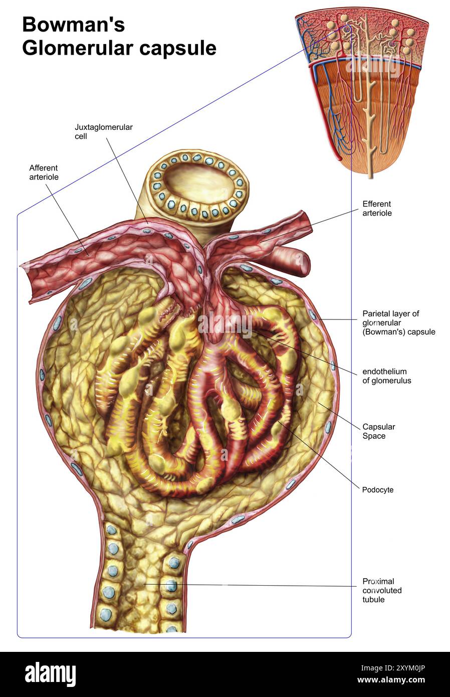 Bowmans Capsule Model Anatomy Of Bowmans Glomerular Capsule #1 Framed