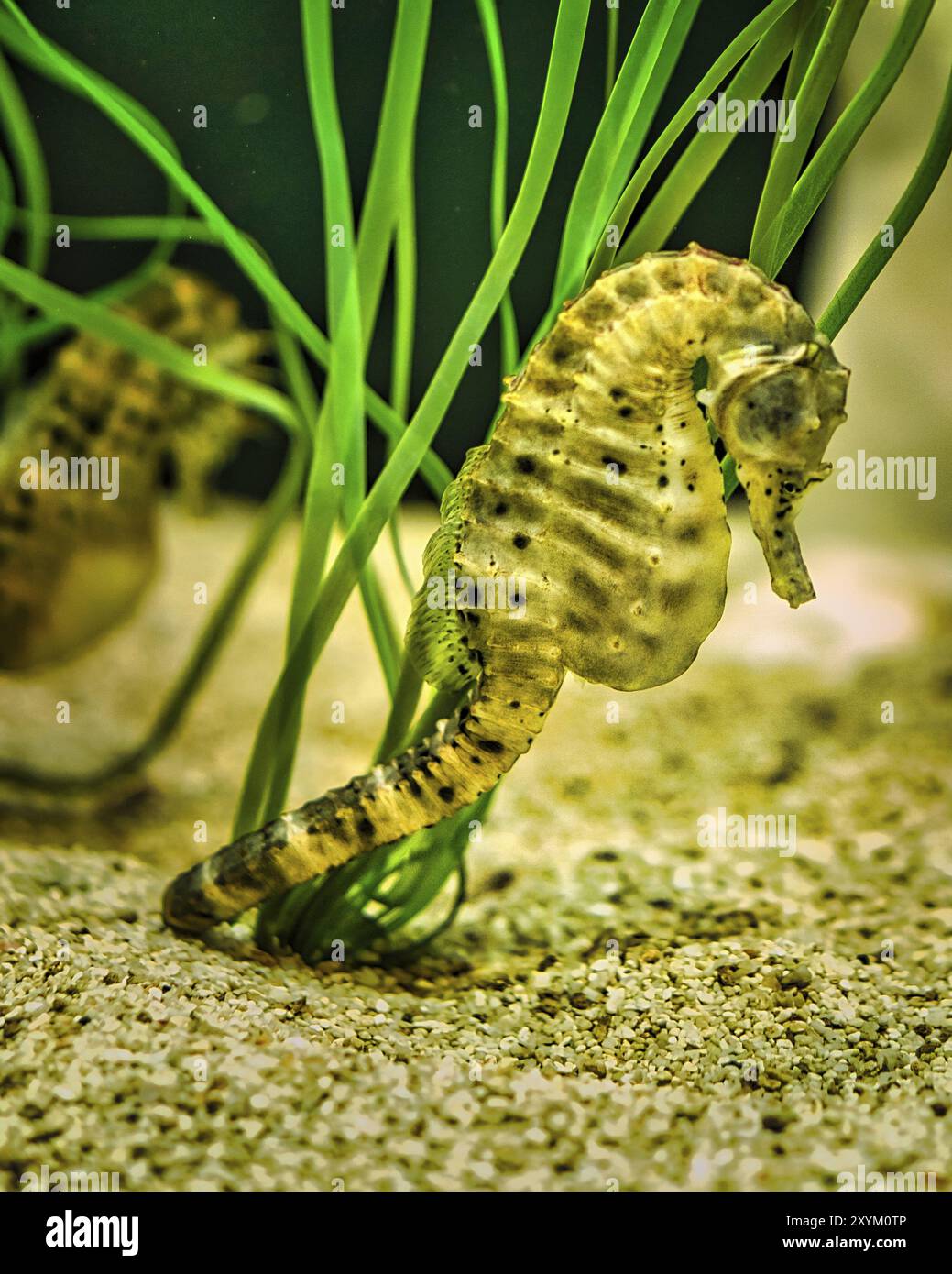 Seahorses in sea grass. small aquatic animals in close up. interesting ...