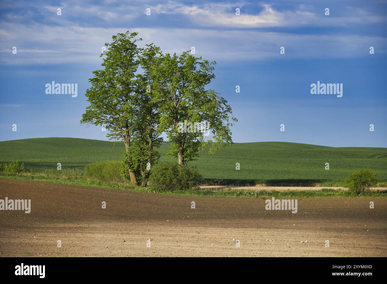 Rural landscape with a vast gentle slope covered in green grass, two ...